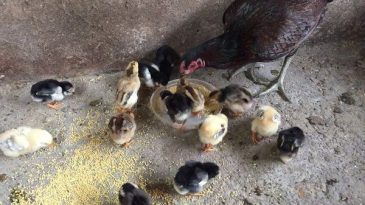 Cách chăm sóc gà chọi con trong từng giai đoạn phát triển - Nuôi Gà Đá