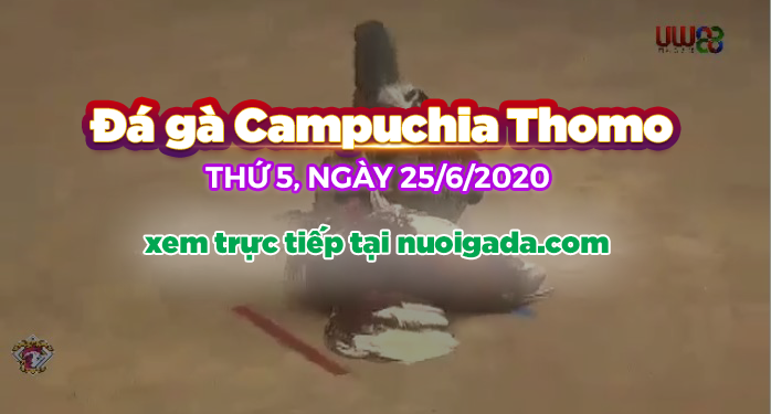 [LIVE] Xem đá gà Thomo trực tiếp hôm nay ngày 25/6/2020