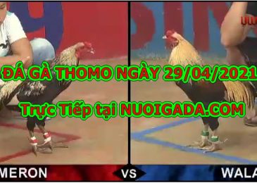 Nuôi Gà Đá - | Kỹ Thuật Nuôi - Chăm Sóc Gà