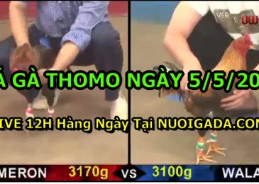 Nuôi Gà Đá - | Kỹ Thuật Nuôi - Chăm Sóc Gà